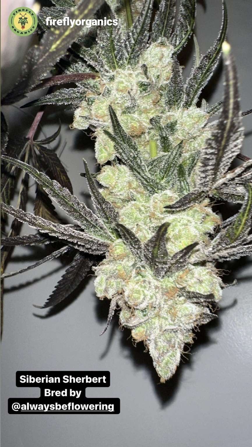 Siberian Sherbert - Sunset Sherbert x (Grandoggy Purps x (Banana x ...