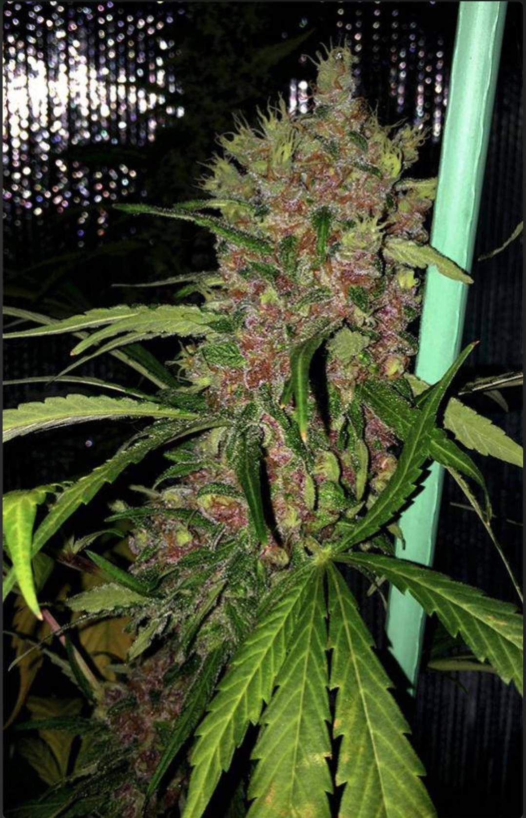Cobalt Haze - 1998 Super Silver Haze x (Mendobreath UV x Wet Dream ...