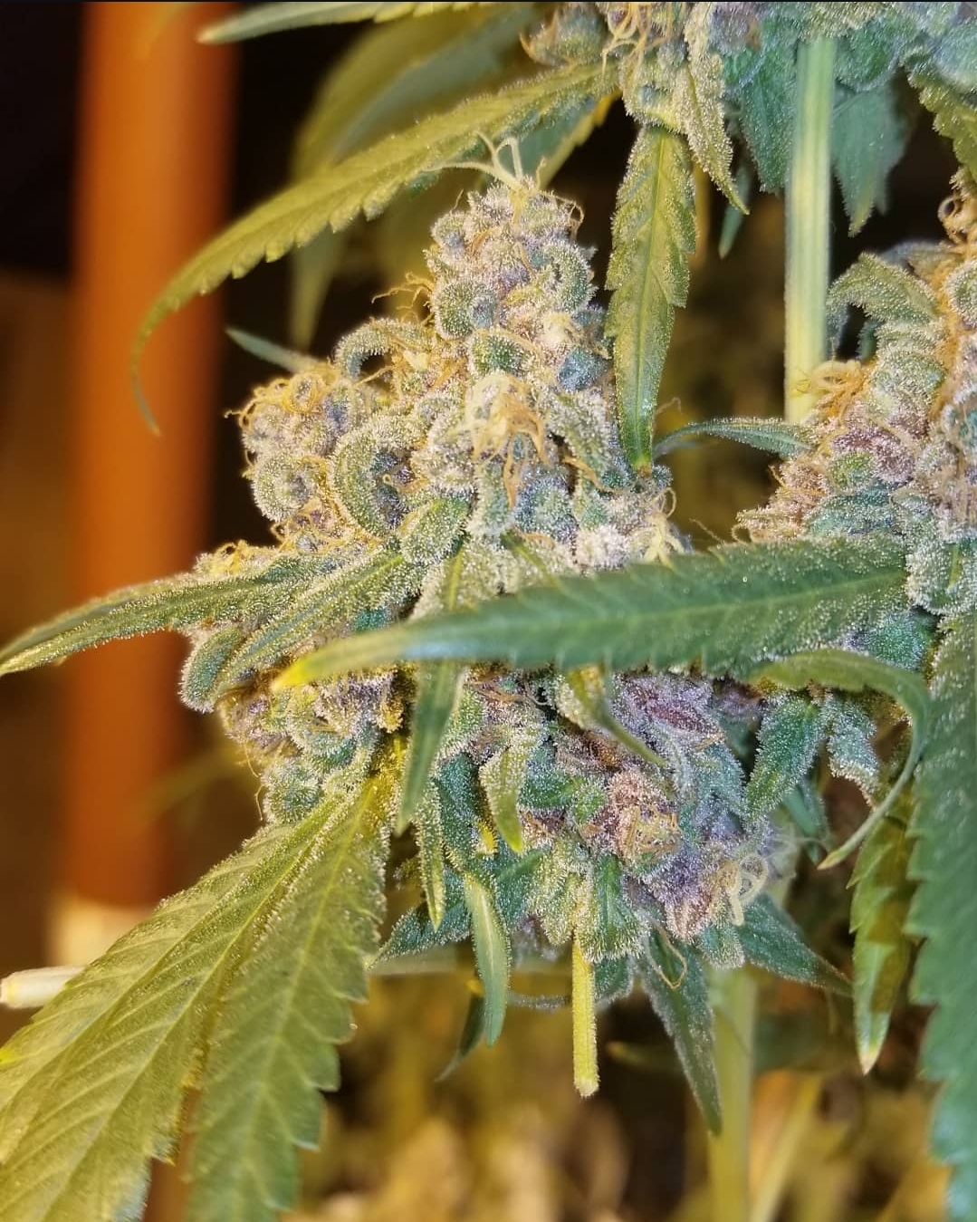 Cobalt Haze - 1998 Super Silver Haze x (Mendobreath UV x Wet Dream ...