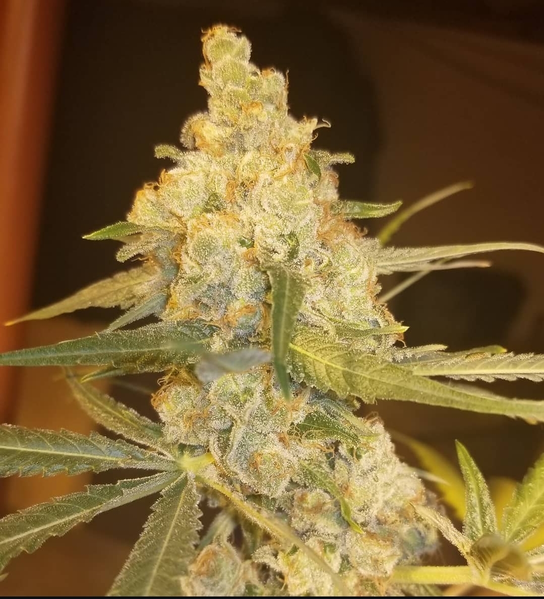 Cobalt Haze - 1998 Super Silver Haze x (Mendobreath UV x Wet Dream ...