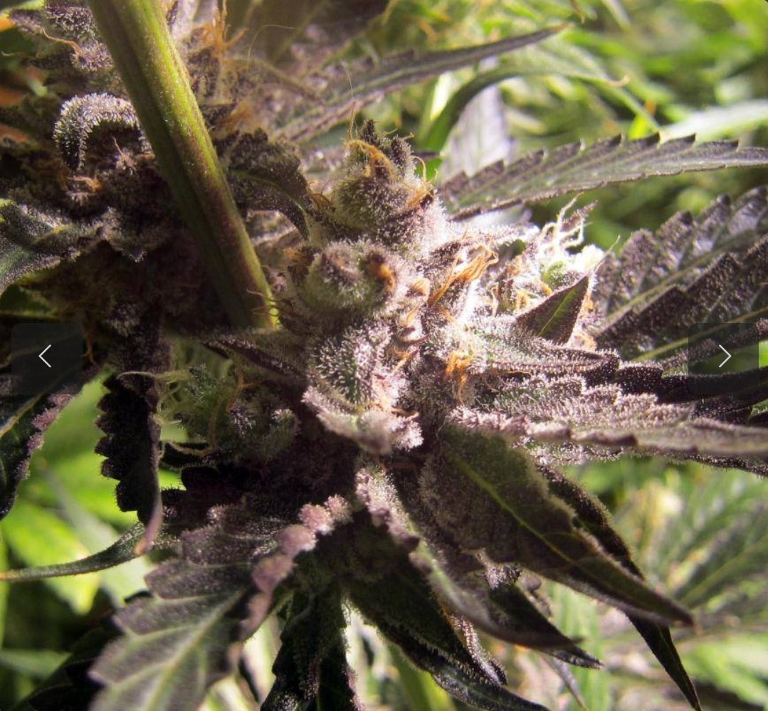 (Matanuska Thunderfuck x Alien Kush) x Wet Dream - ABF Genetics