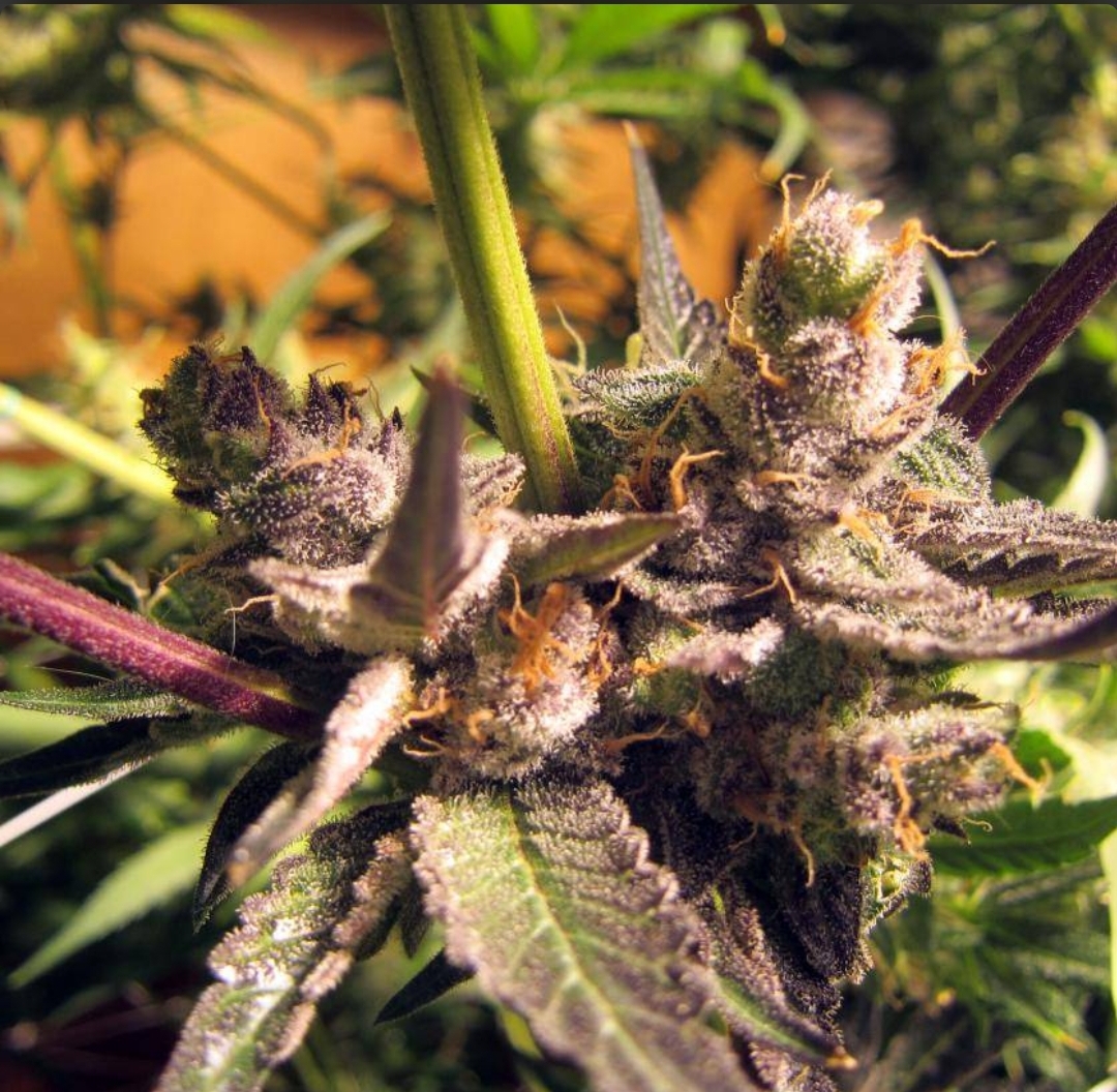 (Matanuska Thunderfuck x Alien Kush) x Wet Dream - ABF Genetics