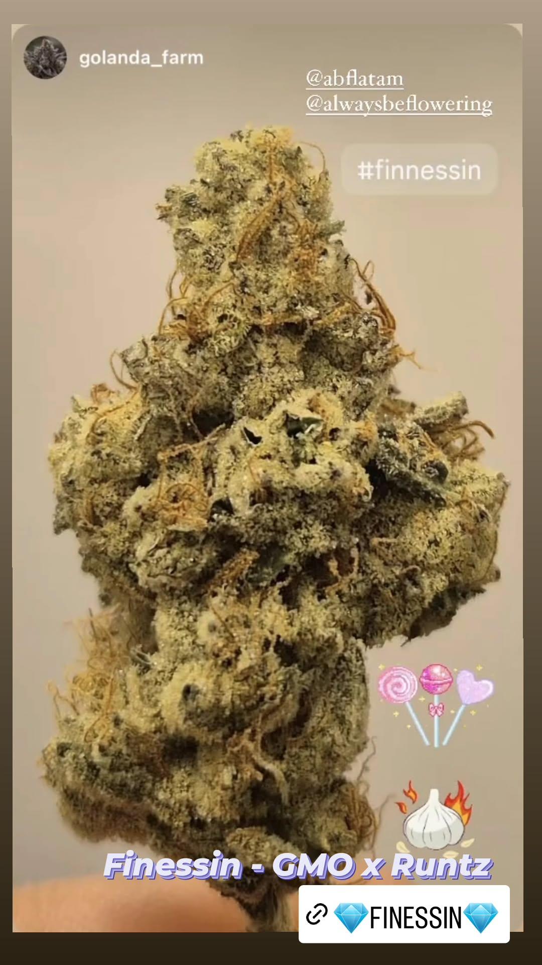 Finessin (GMO x Runtz) - ABF Genetics