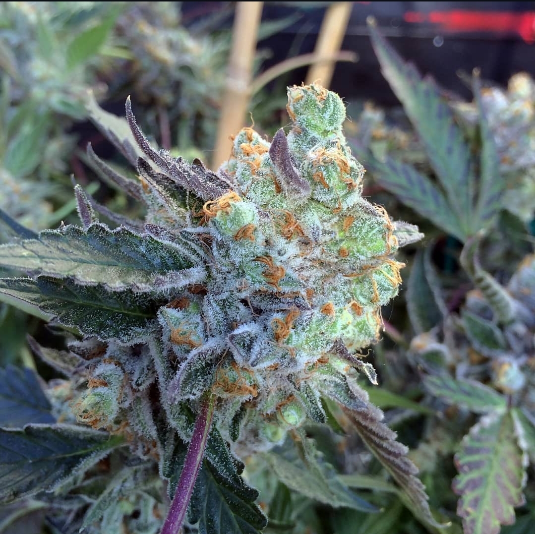 Baylien - Animal Cookies x Fire Alien Kush - ABF Genetics